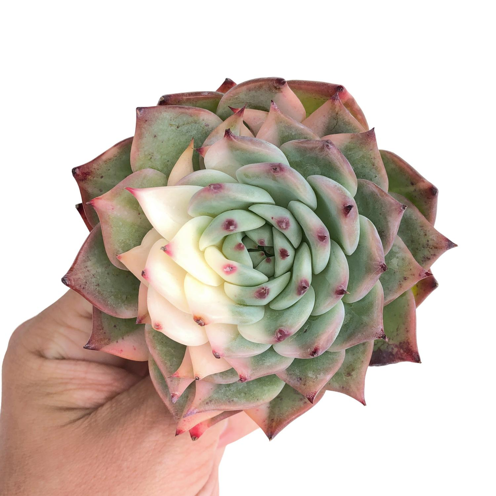 Echeveria Chihuahuensis, Variegata – Cedar Creek Farmhouse