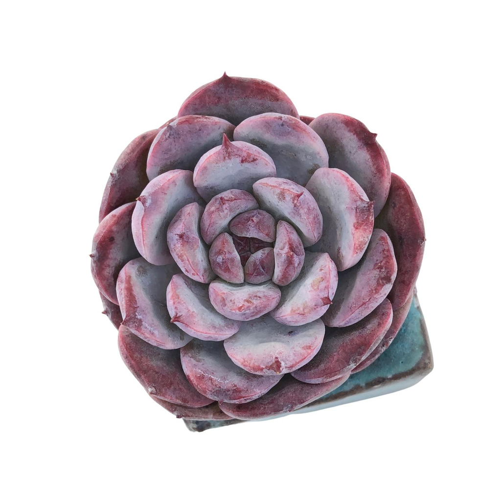 Echeveria Cherry Shadow – Cedar Creek Farmhouse