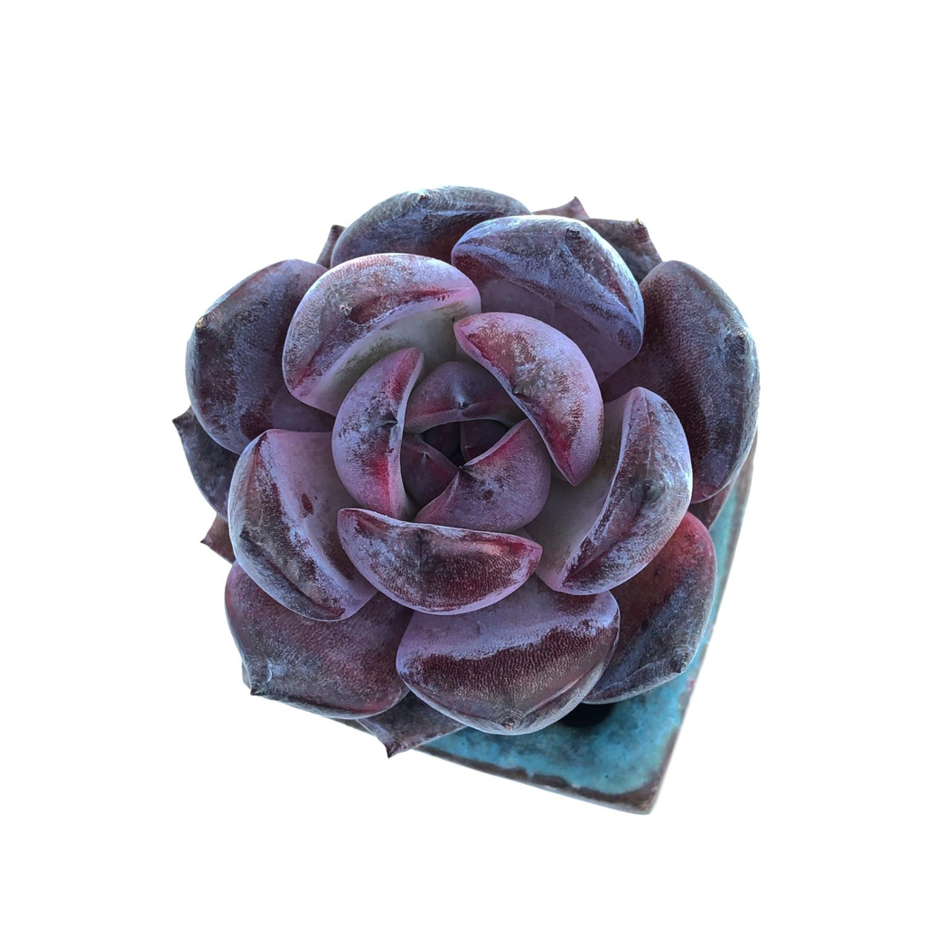 Echeveria Odette, (Small) – Cedar Creek Farmhouse