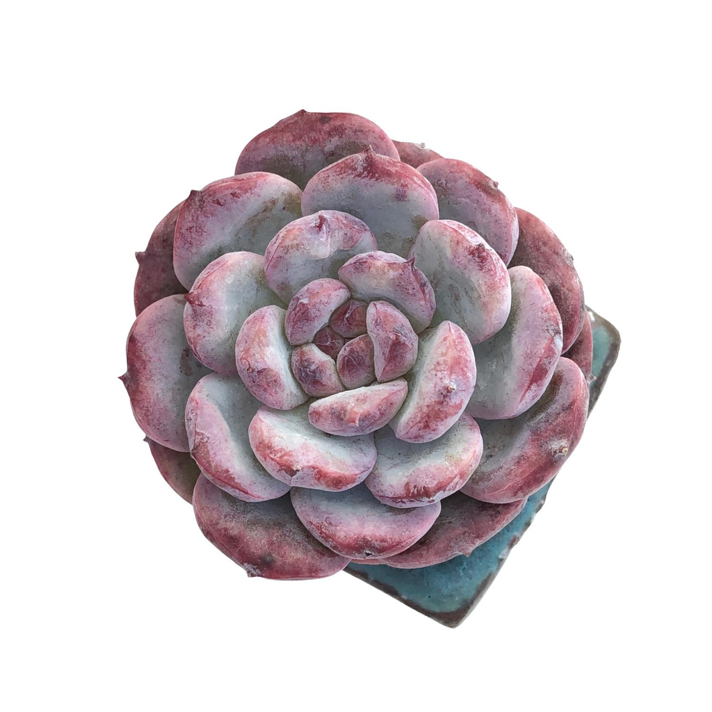 Echeveria Cherry Shadow – Cedar Creek Farmhouse
