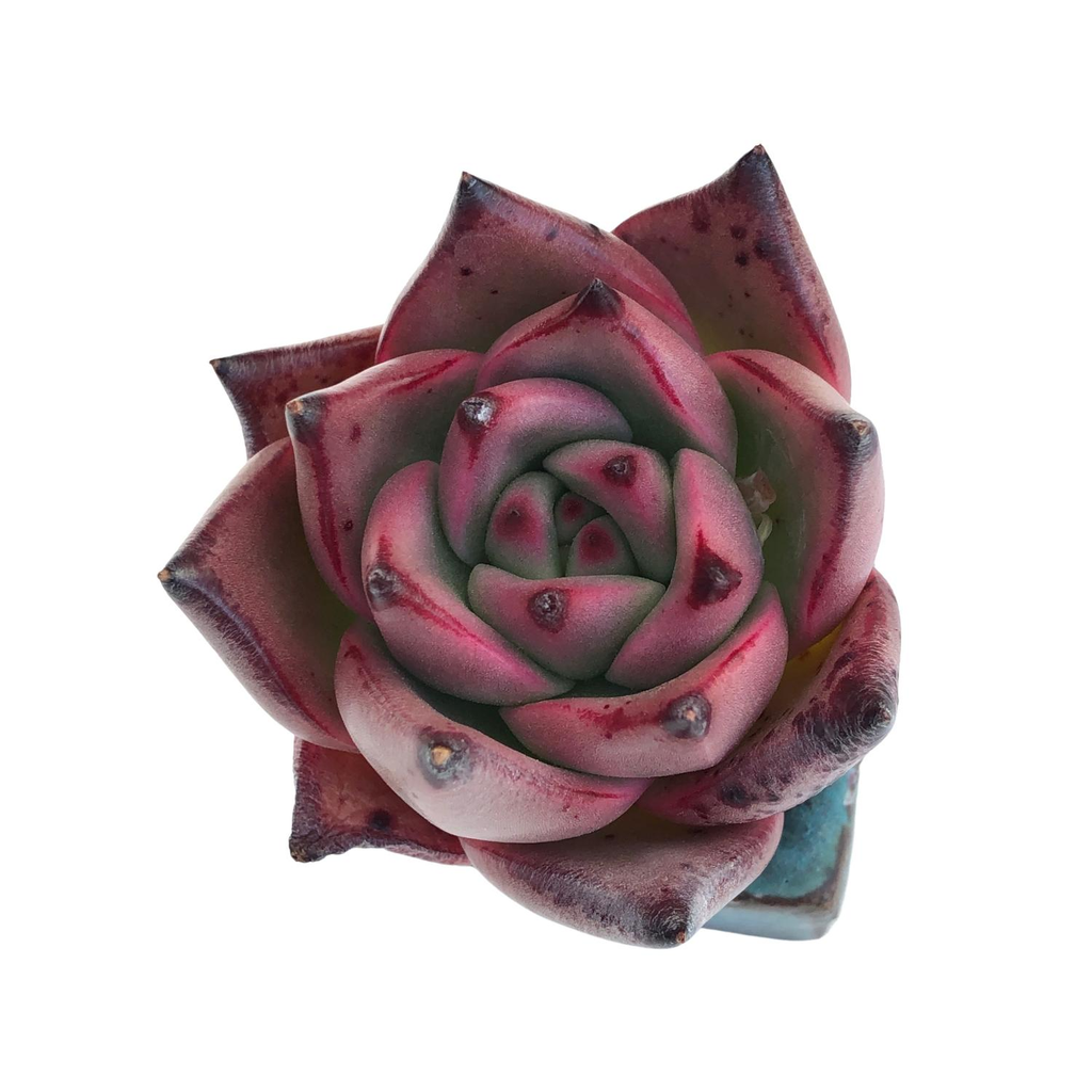 Echeveria Agavoides Kanzar – Cedar Creek Farmhouse