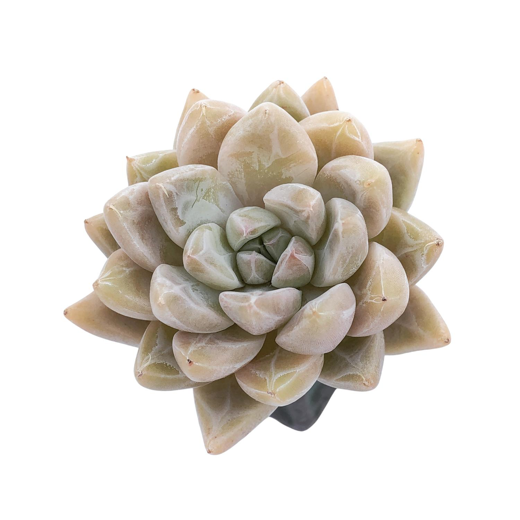 Pachyphytum Compactum Hybrid – Cedar Creek Farmhouse