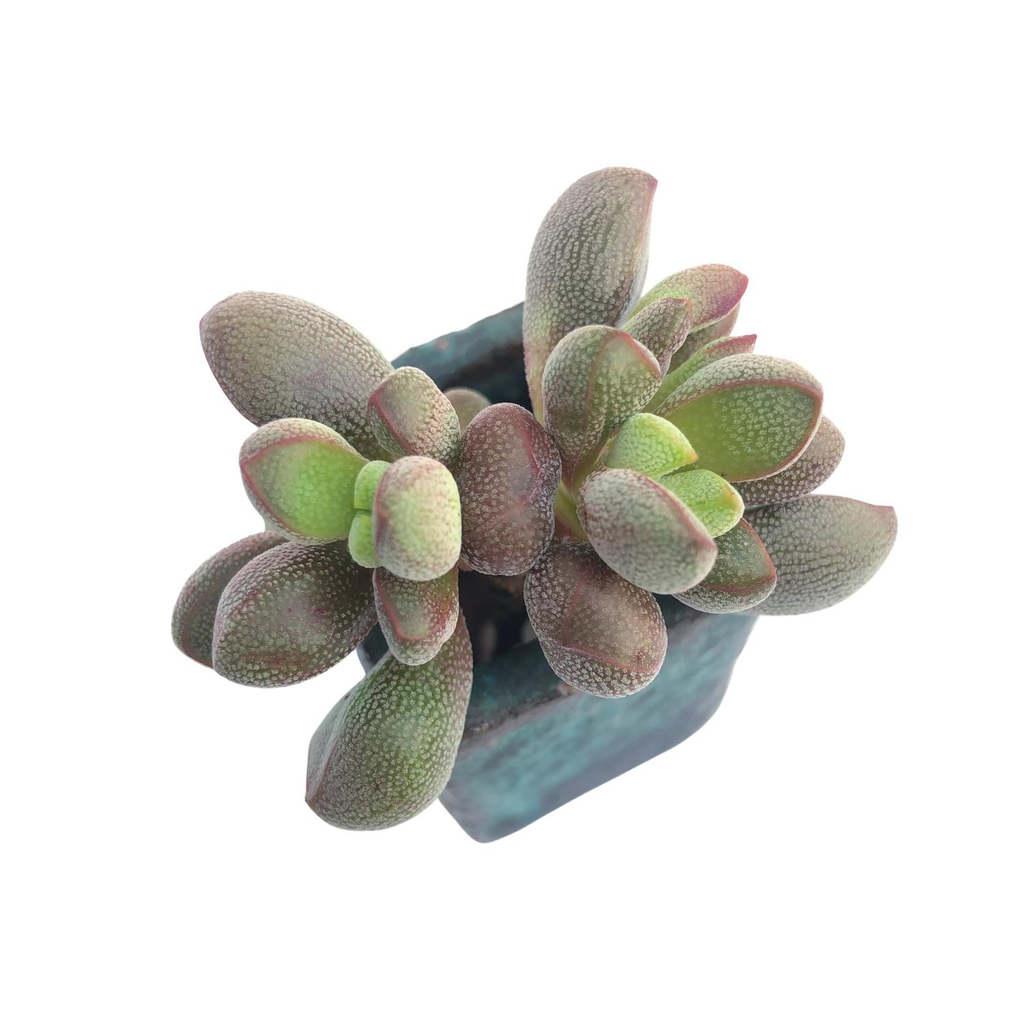 SALE! Crassula Fragarioides – Cedar Creek Farmhouse