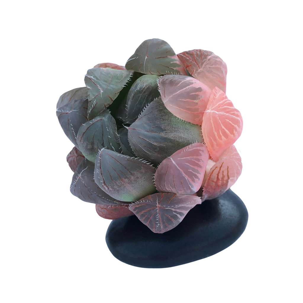 Haworthia Obtusa 'Tokudai Blue Lens', Variegata – Cedar Creek Farmhouse