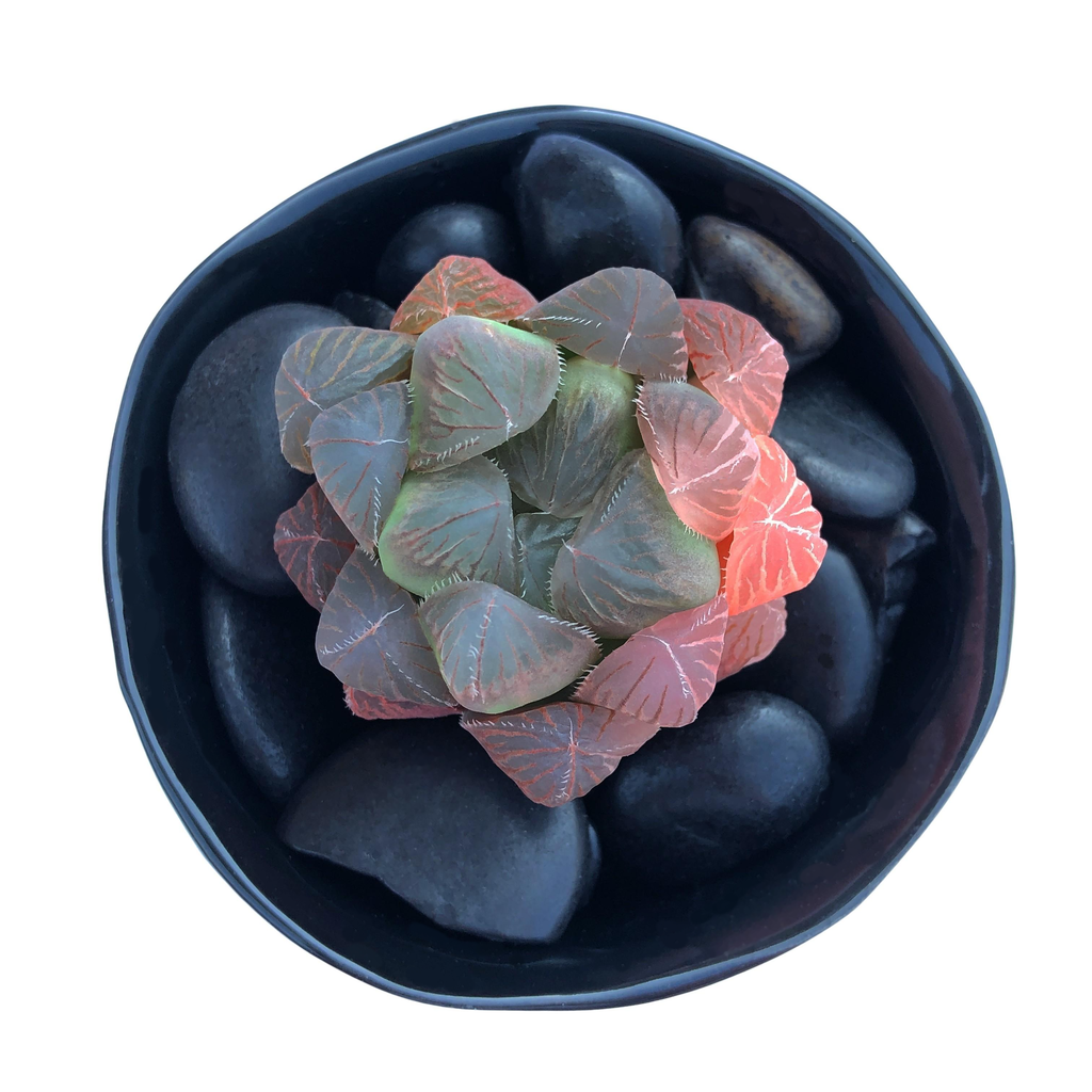 Haworthia Obtusa 'Tokudai Blue Lens', Variegata – Cedar Creek Farmhouse
