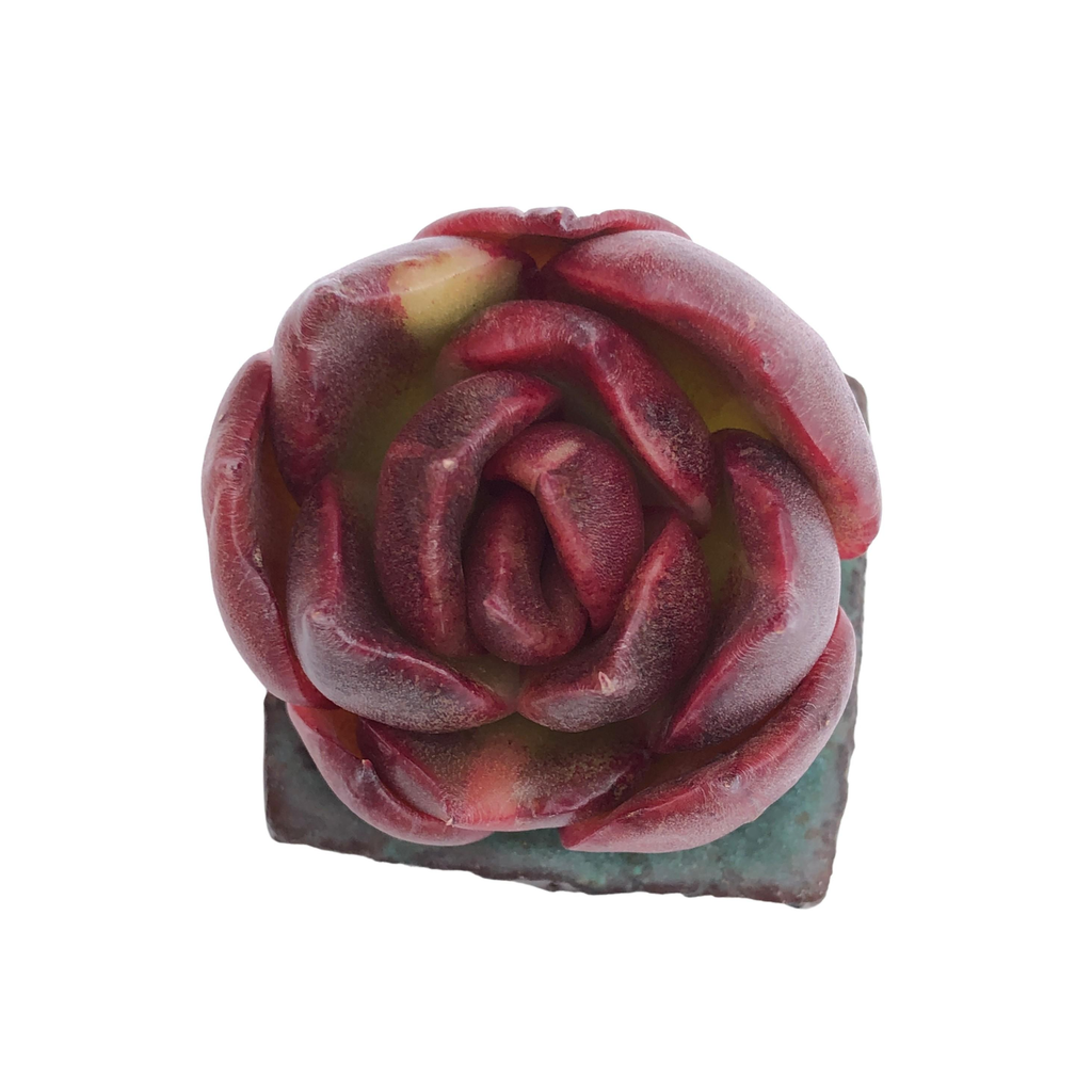 Echeveria Adrian Hybrid – Cedar Creek Farmhouse