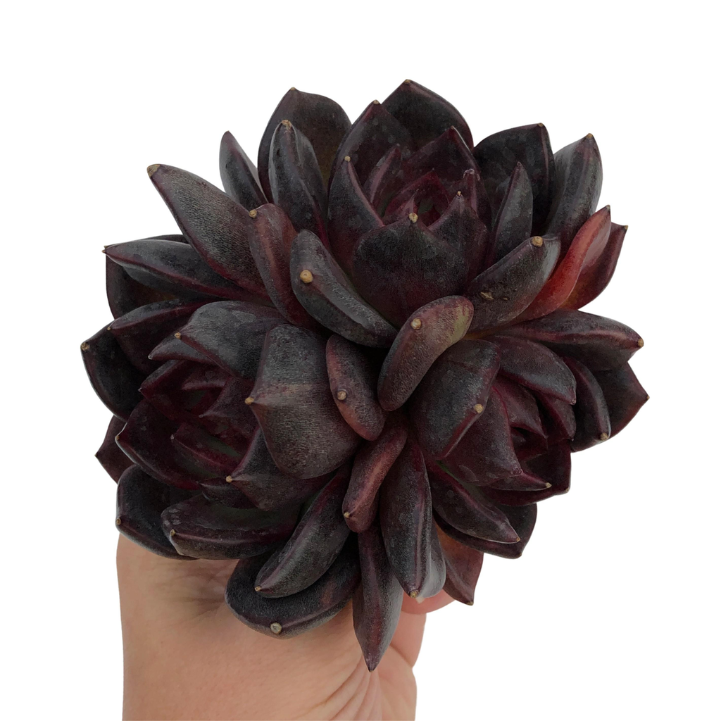 Echeveria Adrian, Mature Triple – Cedar Creek Farmhouse